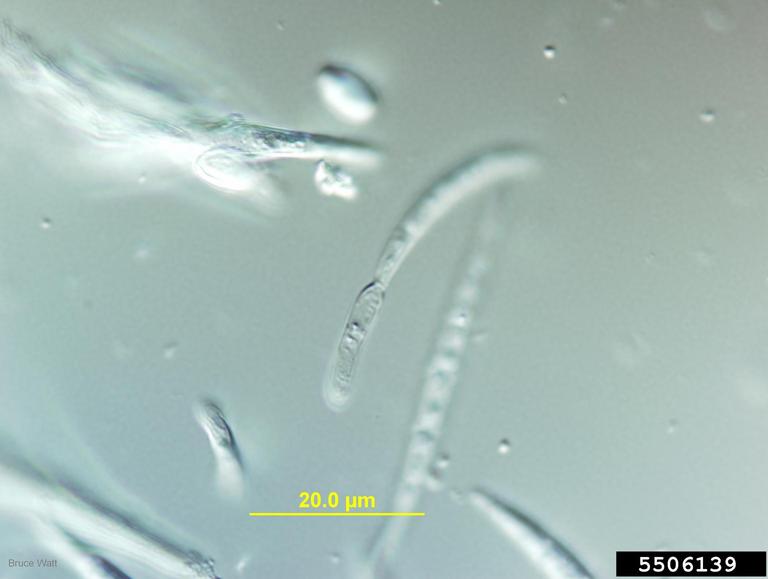 Fusarium wilts, blights, rots and damping-off (Genus Fusarium)