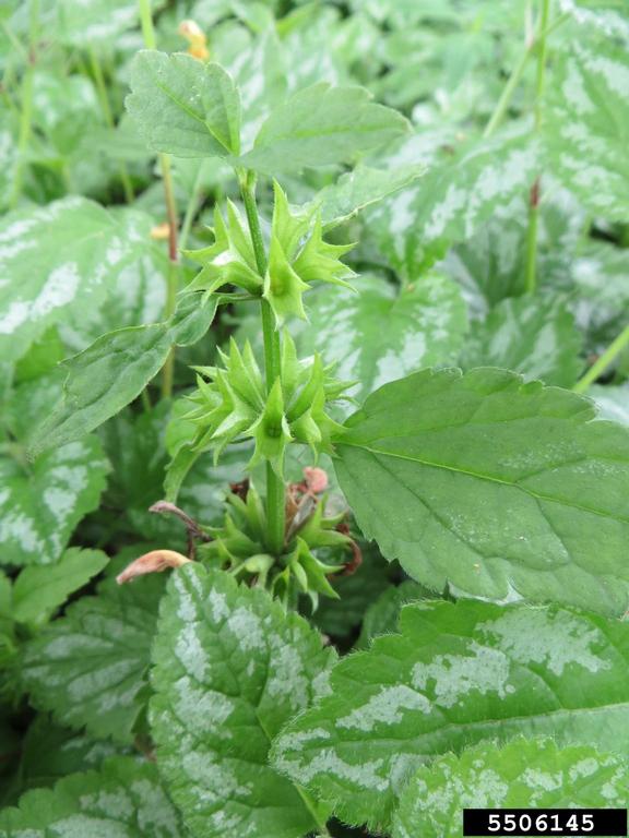 yellow archangel (Lamium galeobdolon (L.) Crantz)