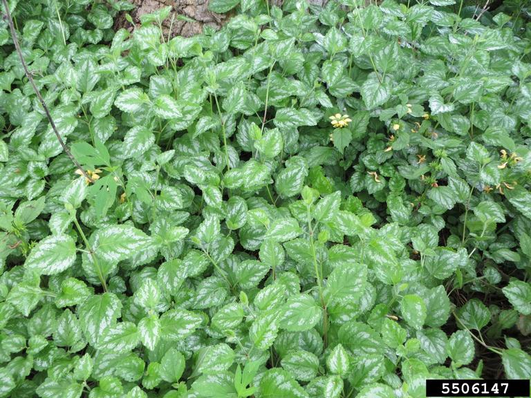 yellow archangel (Lamium galeobdolon)