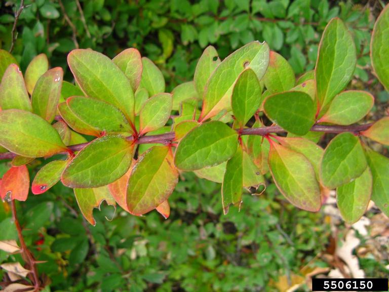 common barberry (Berberis vulgaris)