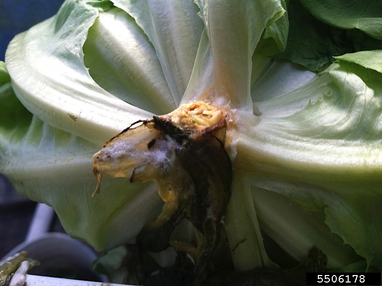 Sclerotinia timber rot (Sclerotinia sclerotiorum)