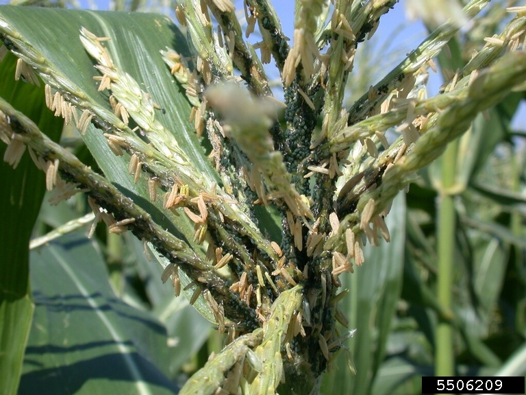 corn leaf aphid (Rhopalosiphum maidis)
