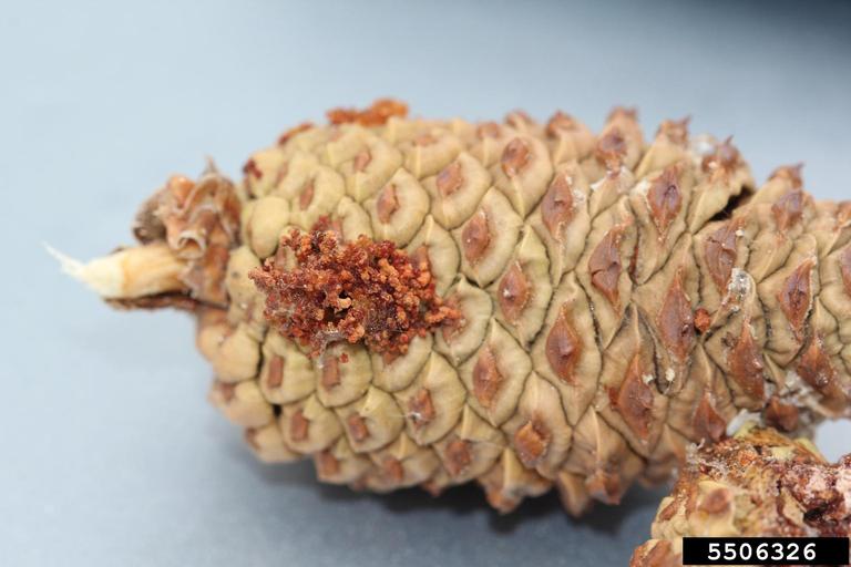 ponderosa pine coneworm (Dioryctria auranticella ) on Austrian pine ...