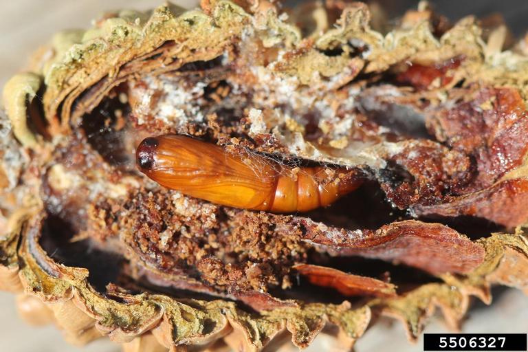 ponderosa pine coneworm (Dioryctria auranticella (Grote))