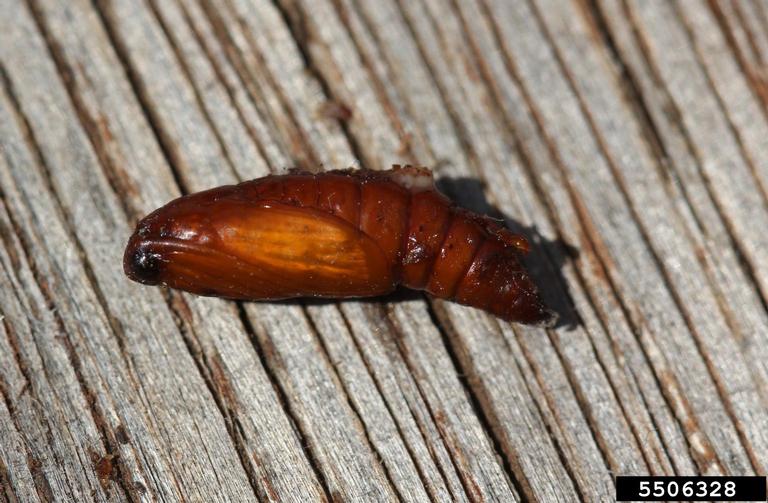 ponderosa pine coneworm (Dioryctria auranticella (Grote))