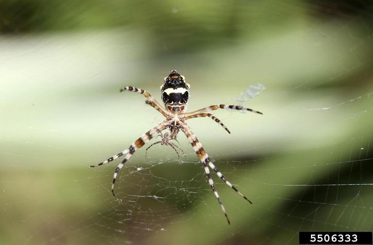 Silver Orb Spider Silver Garden Spider (Argiope Argentata (Fabricius))