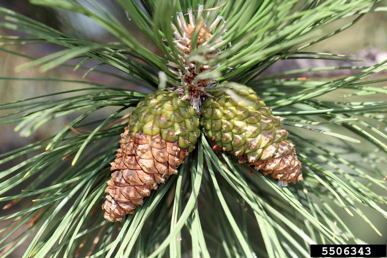 ponderosa pine coneworm (Dioryctria auranticella (Grote))