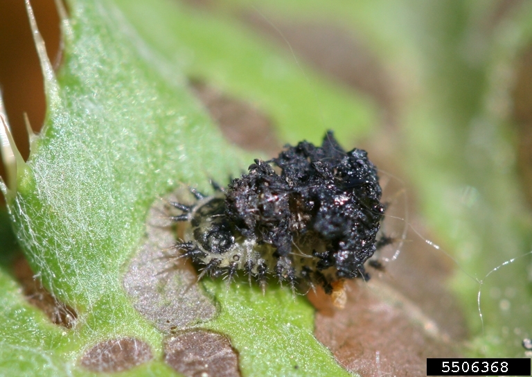 thistle tortoise beetle (Cassida rubiginosa)