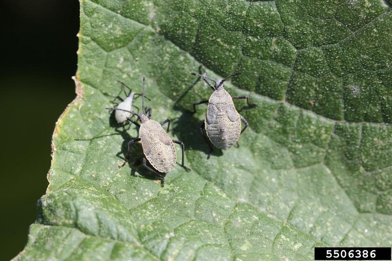 squash bug (Anasa tristis (De Geer))