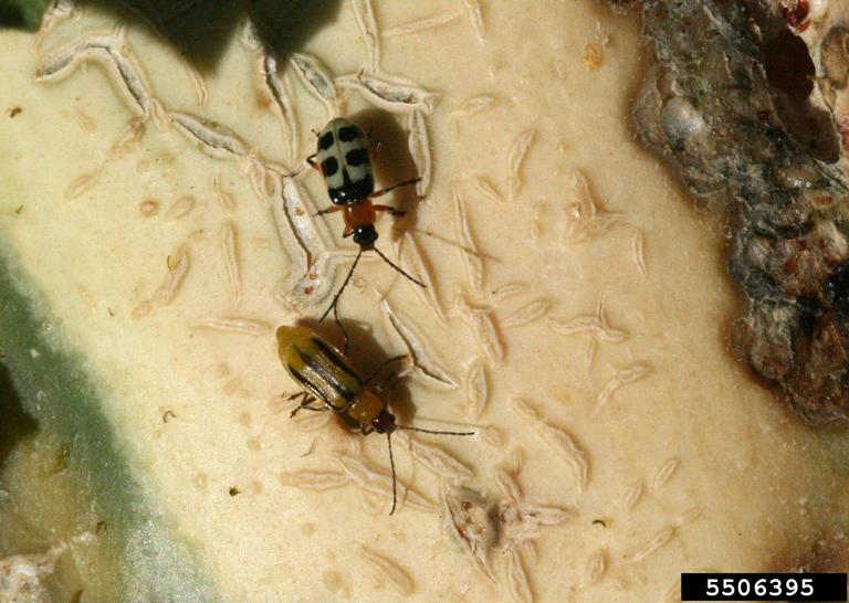 checkered melon beetle (Paranapiacaba tricincta (Say, 1824))