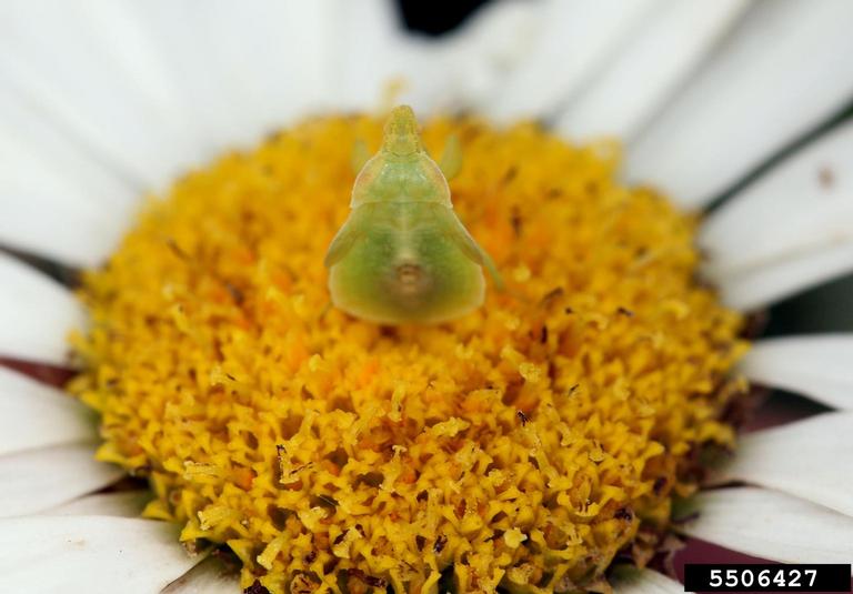 ambush bugs (Genus Phymata Latreille, 1802)