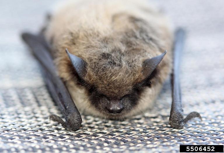 little brown myotis (Myotis lucifugus (LeConte, 1831))