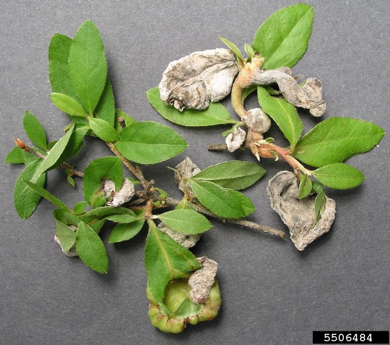 Exobasidium fungus (Genus Exobasidium)