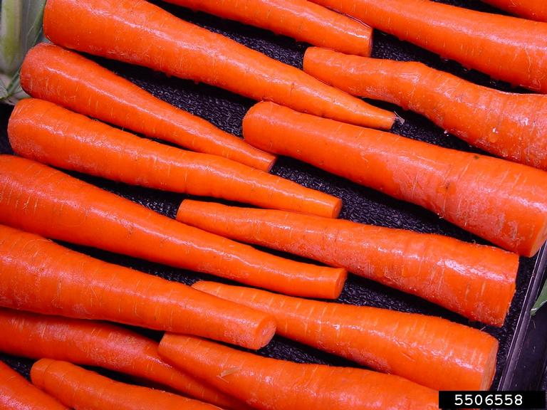 carrot (Daucus carota ssp. sativus (Hoffm.) Schübl. & G.Martens)