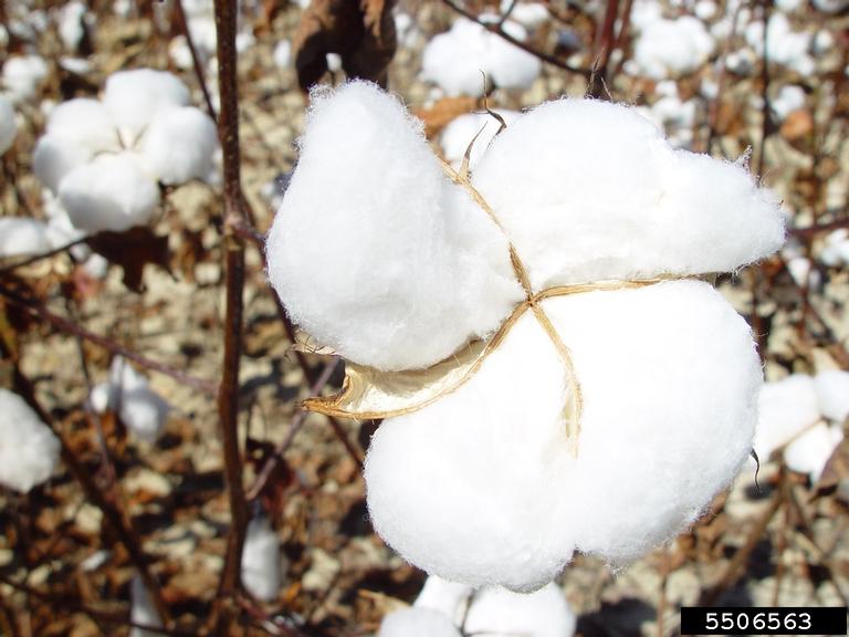 cotton (Gossypium hirsutum)