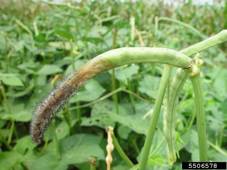 Flower blights (Genus Choanephora)
