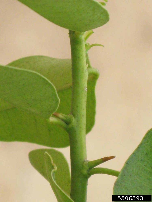 Atalantia monophylla, Atalantia monophylla cv. Atalantia monophylla ...