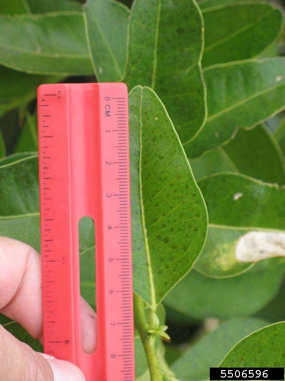 Atalantia monophylla (Atalantia monophylla cv. Atalantia monophylla)