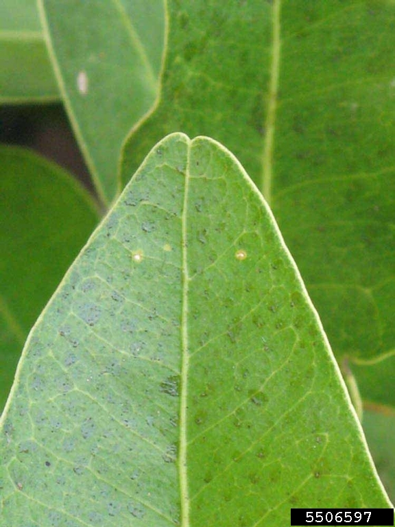 Atalantia monophylla (Atalantia monophylla cv. Atalantia monophylla DC)