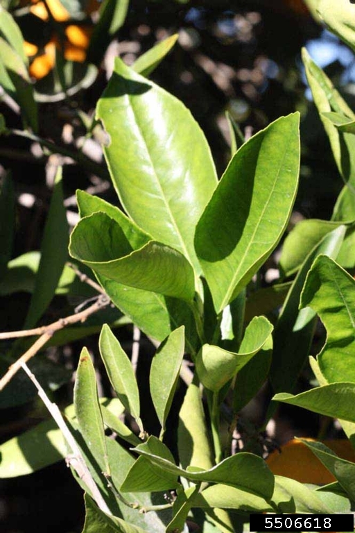 Atwood (Citrus x aurantium cv. Atwood)