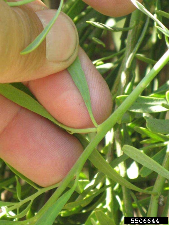 Australian Desert Lime (Eremocitrus glauca cv. Australian Desert Lime)