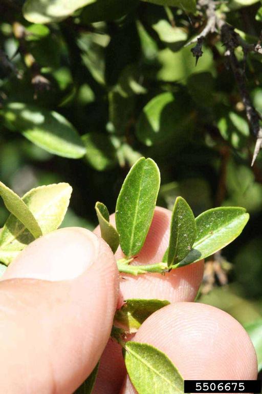 Australian Finger Lime (Microcitrus australasica cv. Australian Finger ...