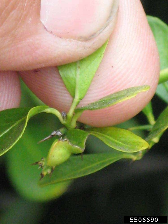 Australian Finger Lime (Microcitrus australasica cv. Australian Finger ...