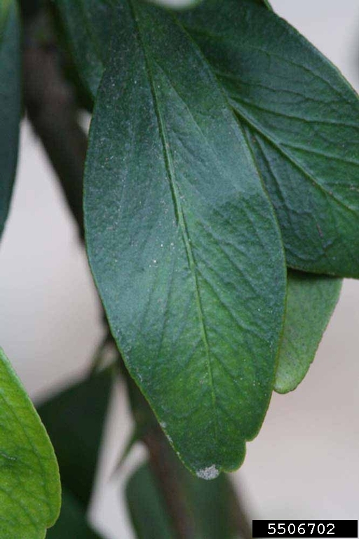 Australian Round Lime (Microcitrus australis cv. Australian Round Lime)