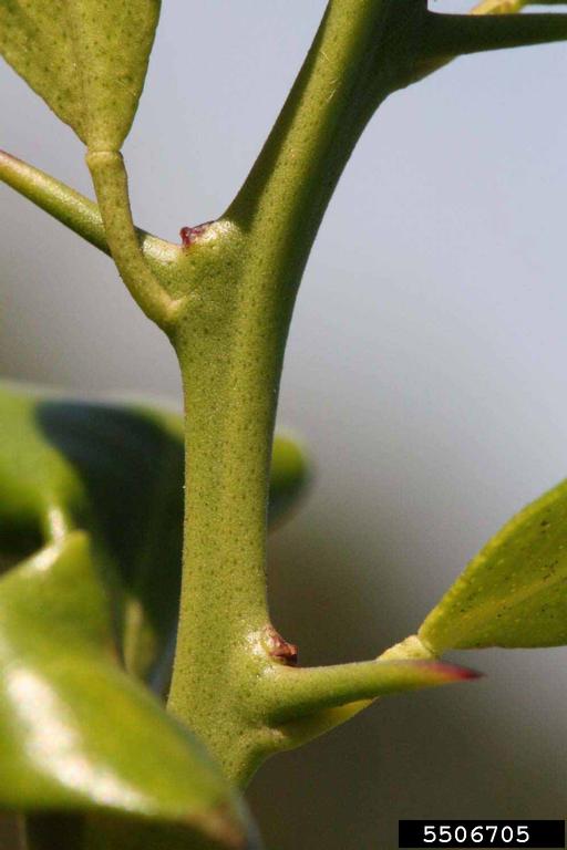 Australian Round Lime, Microcitrus australis cv. Australian Round Lime ...