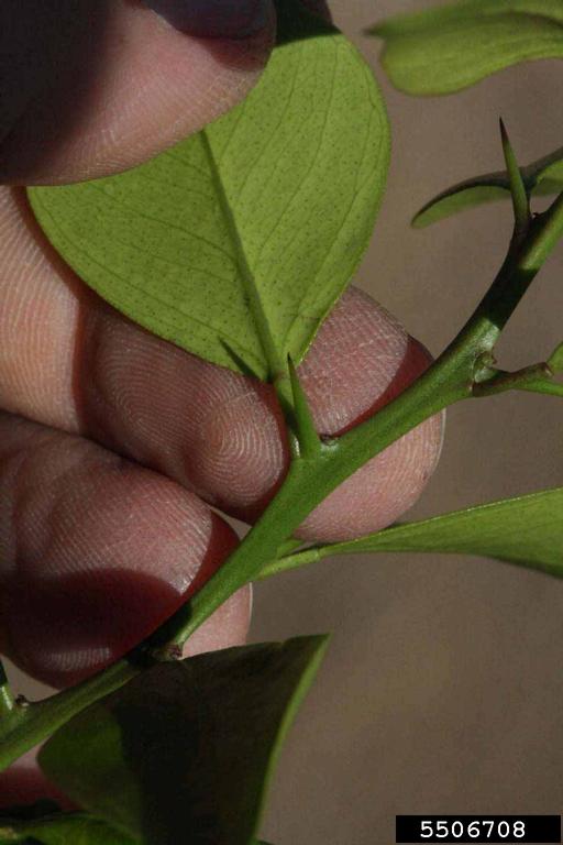Australian Round Lime (Microcitrus australis cv. Australian Round Lime)
