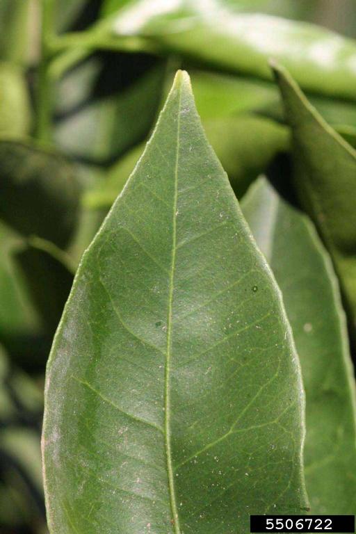 Autumn Gold (Citrus x aurantium cv. Autumn Gold)