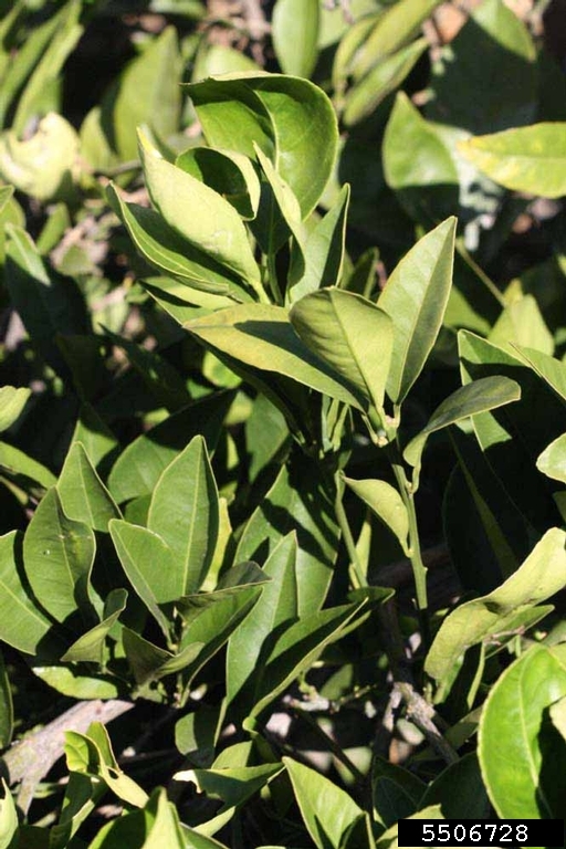 Autumn Gold (Citrus x aurantium cv. Autumn Gold L.)