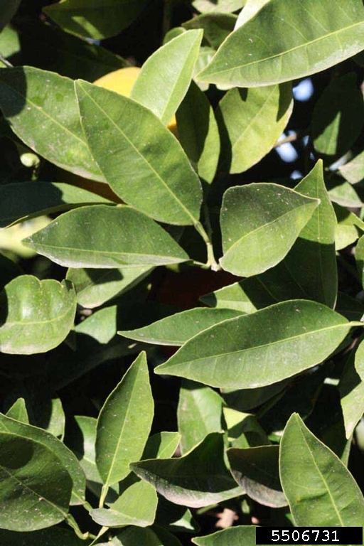 Autumn Gold (Citrus x aurantium cv. Autumn Gold L.)