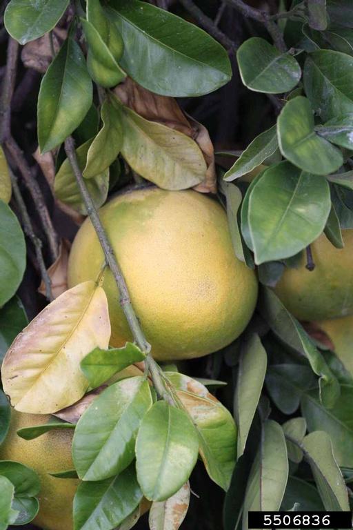Banpeiyu (Citrus maxima cv. Banpeiyu (Burm.) Merr.)