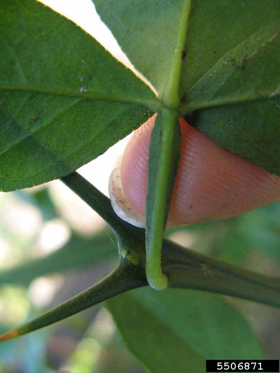 Benton (x Citroncirus hybrid cv. Benton)