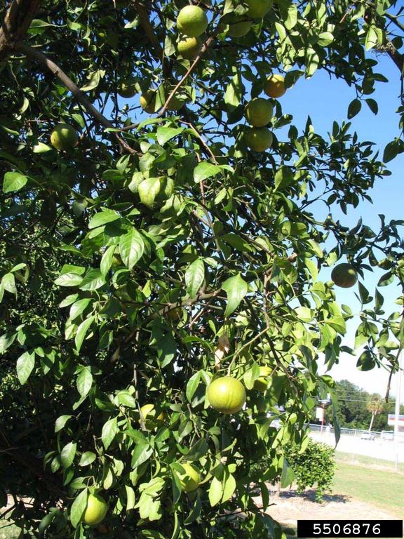 Benton (x Citroncirus hybrid cv. Benton)