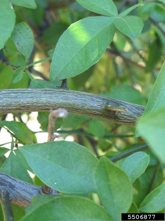 Benton (x Citroncirus hybrid cv. Benton)