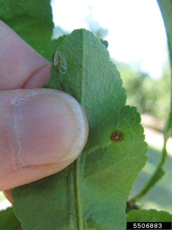 Benton (x Citroncirus hybrid cv. Benton)