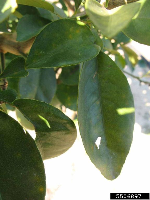 Bergamot (Citrus x bergamia cv. Bergamot)