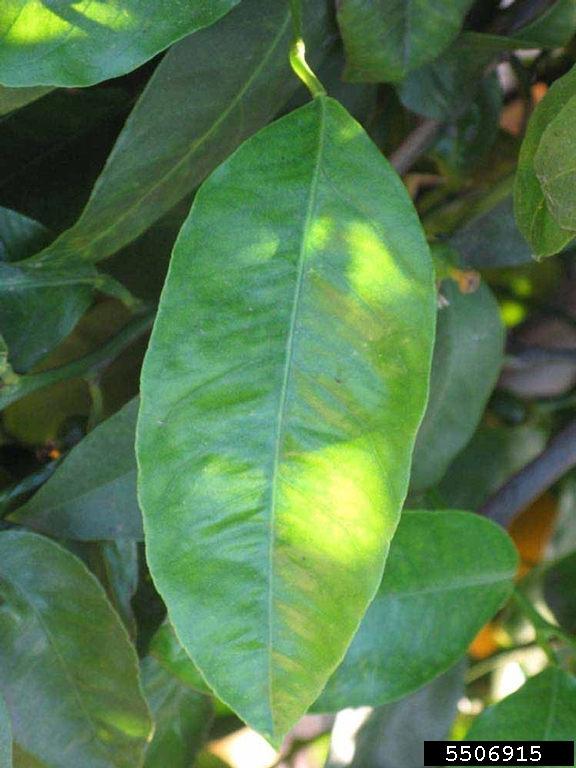 Bergamot (Citrus x bergamia cv. Bergamot Risso)