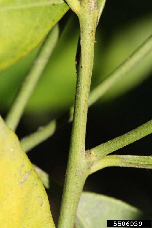 Berna Sweet Orange (Citrus x aurantium cv. Berna Sweet Orange)