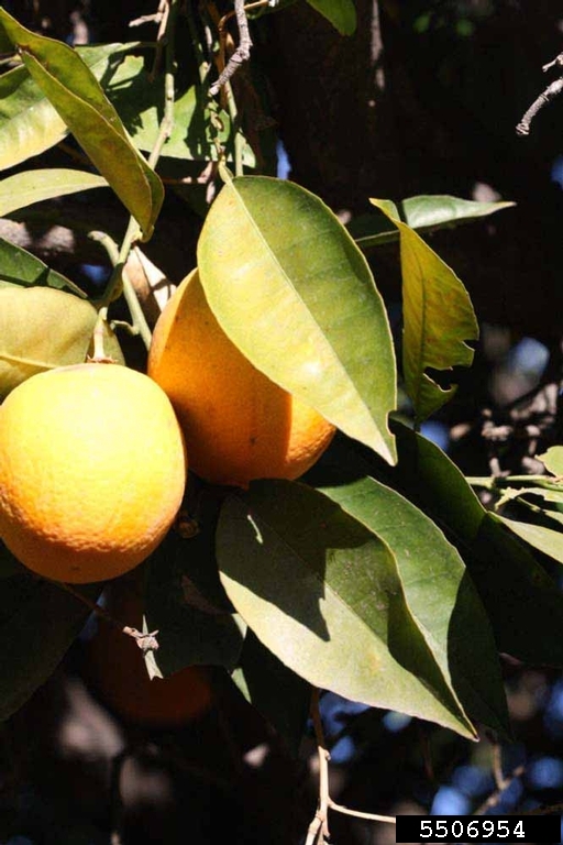 Berna Sweet Orange (Citrus x aurantium cv. Berna Sweet Orange L.)