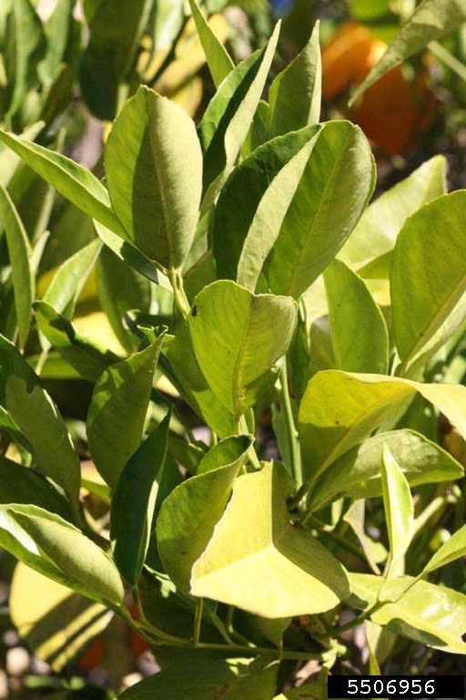 Berna Sweet Orange (Citrus x aurantium cv. Berna Sweet Orange L.)