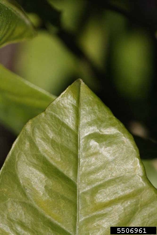 Berna Sweet Orange (Citrus x aurantium cv. Berna Sweet Orange)