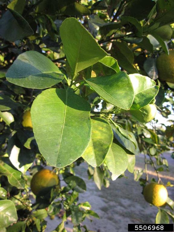 Bigaradier Apepu (Citrus x aurantium cv. Bigaradier Apepu) - 5506968