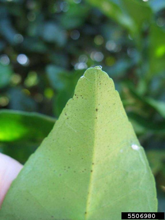 Bigaradier Apepu (Citrus x aurantium cv. Bigaradier Apepu)