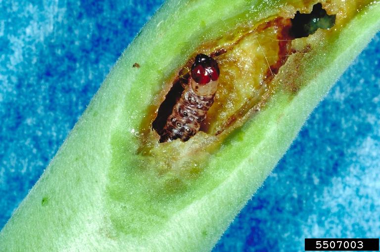 European Corn Borer