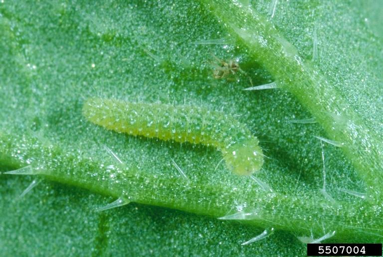 cabbage white, imported cabbage worm (Pieris rapae)