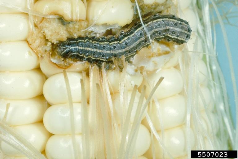 fall armyworm (Spodoptera frugiperda Smith, J.E., 1797)