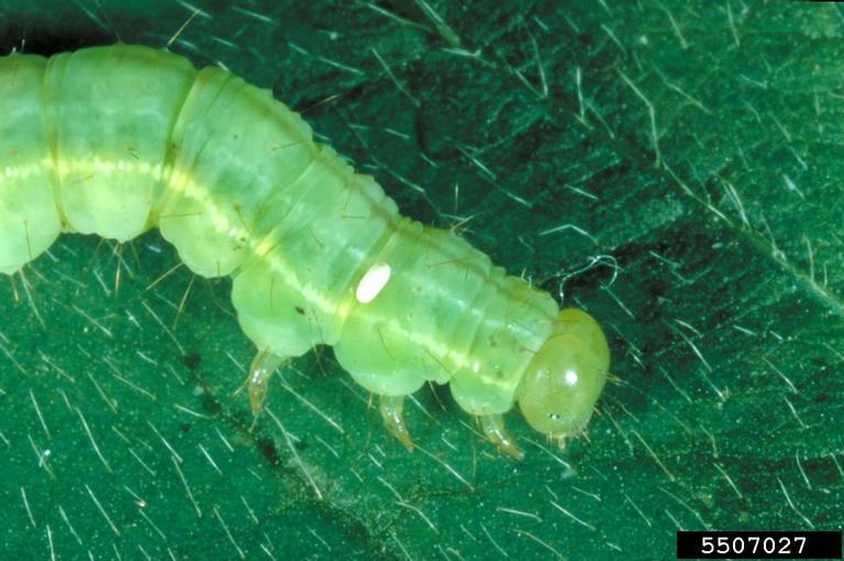 green cloverworm (Hypena scabra (Fabricius))